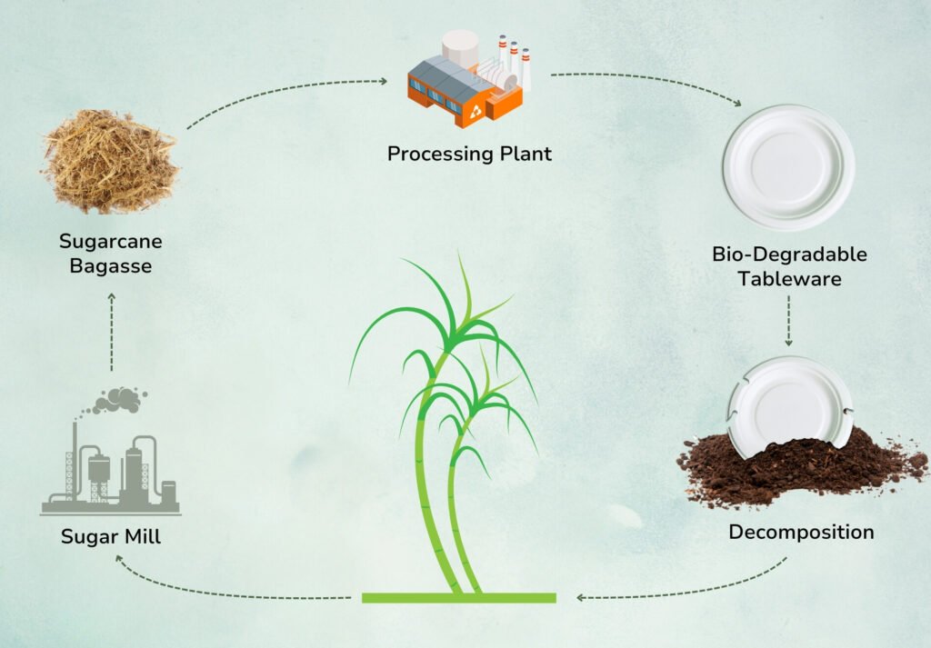 Life Cycle of Bagasse Tableware – EcoBloom